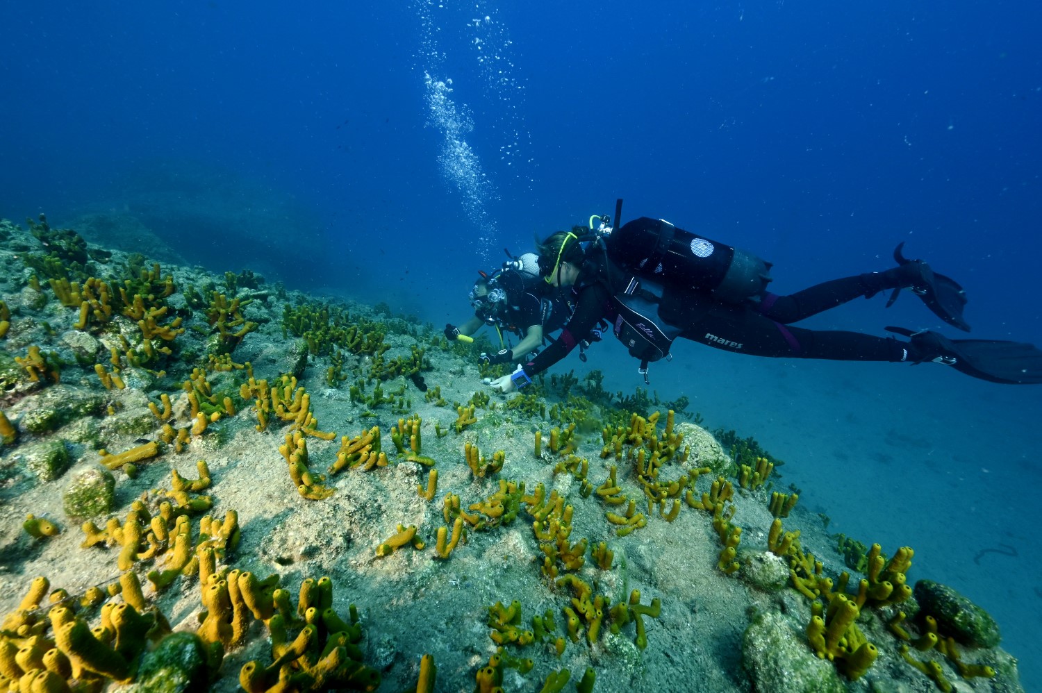 Mediterranean Conservation Society